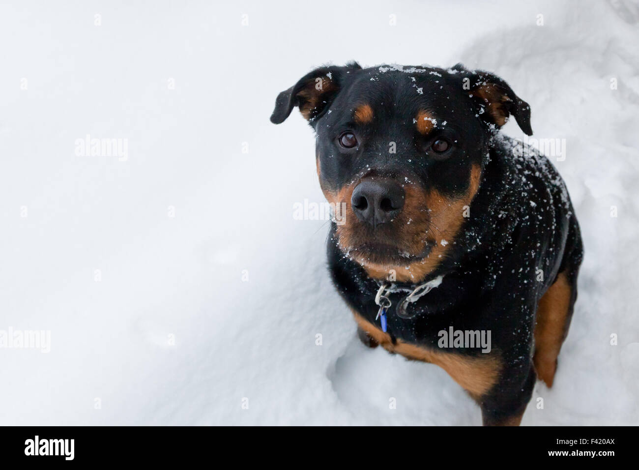 Female rottweiler hi-res stock photography and images - Alamy