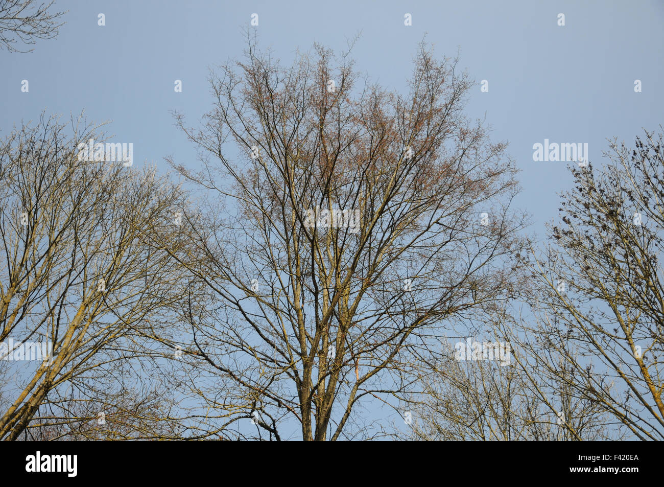White elms hi-res stock photography and images - Alamy