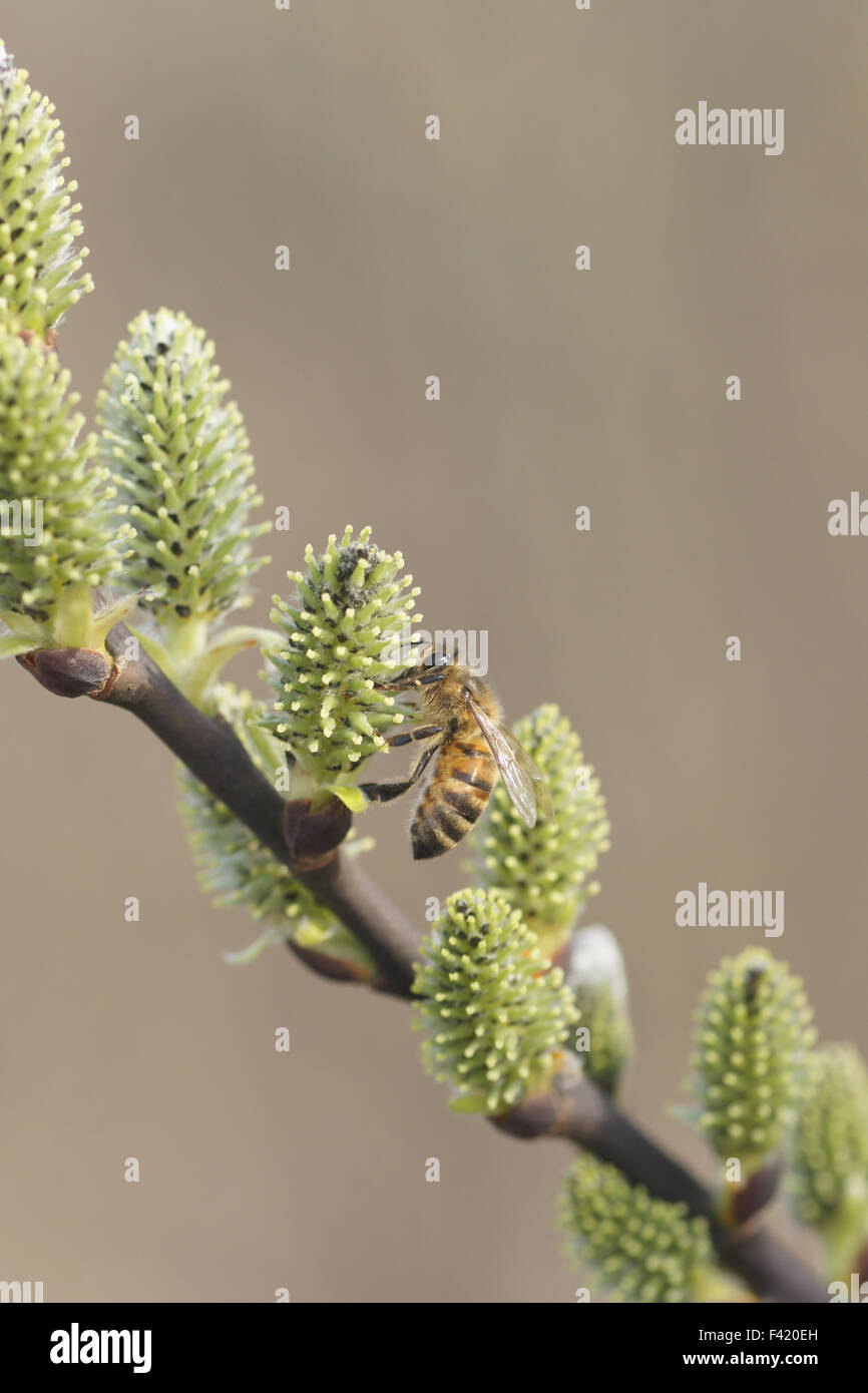 Goat willow, female flowers with bee Stock Photo - Alamy