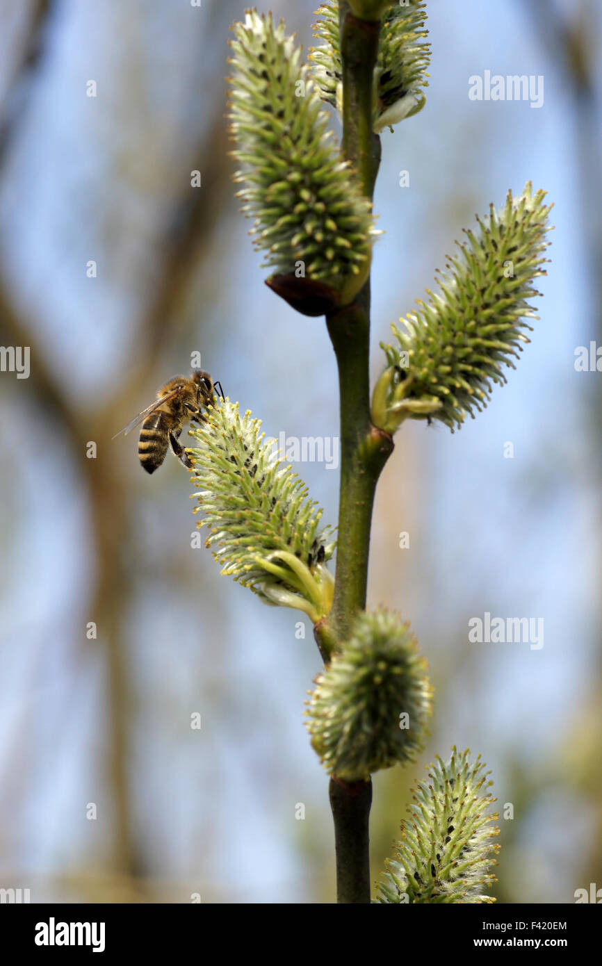 Goat willow, female flowers with bee Stock Photo - Alamy