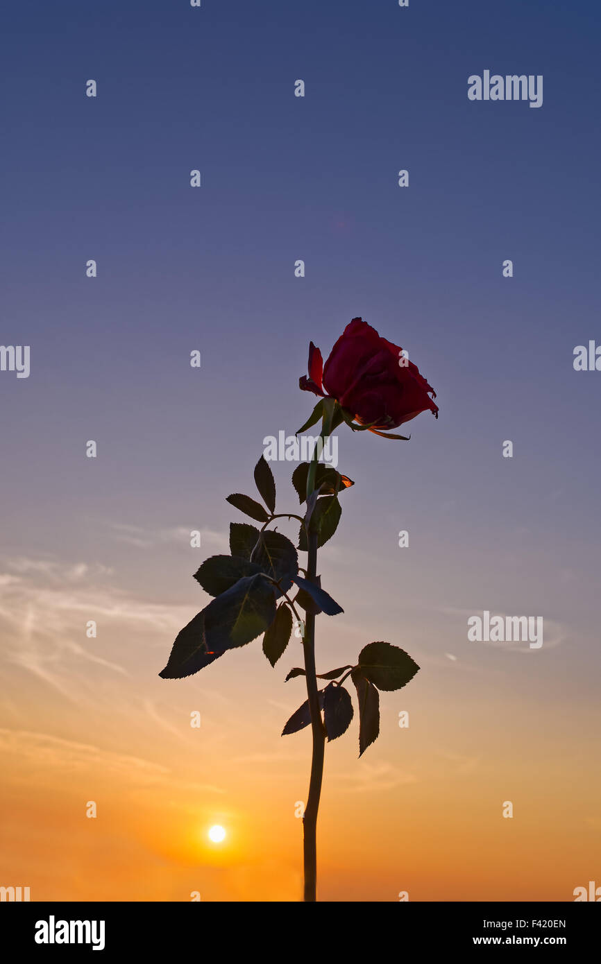 Beautiful red rose sunset in hi-res stock photography and images - Alamy