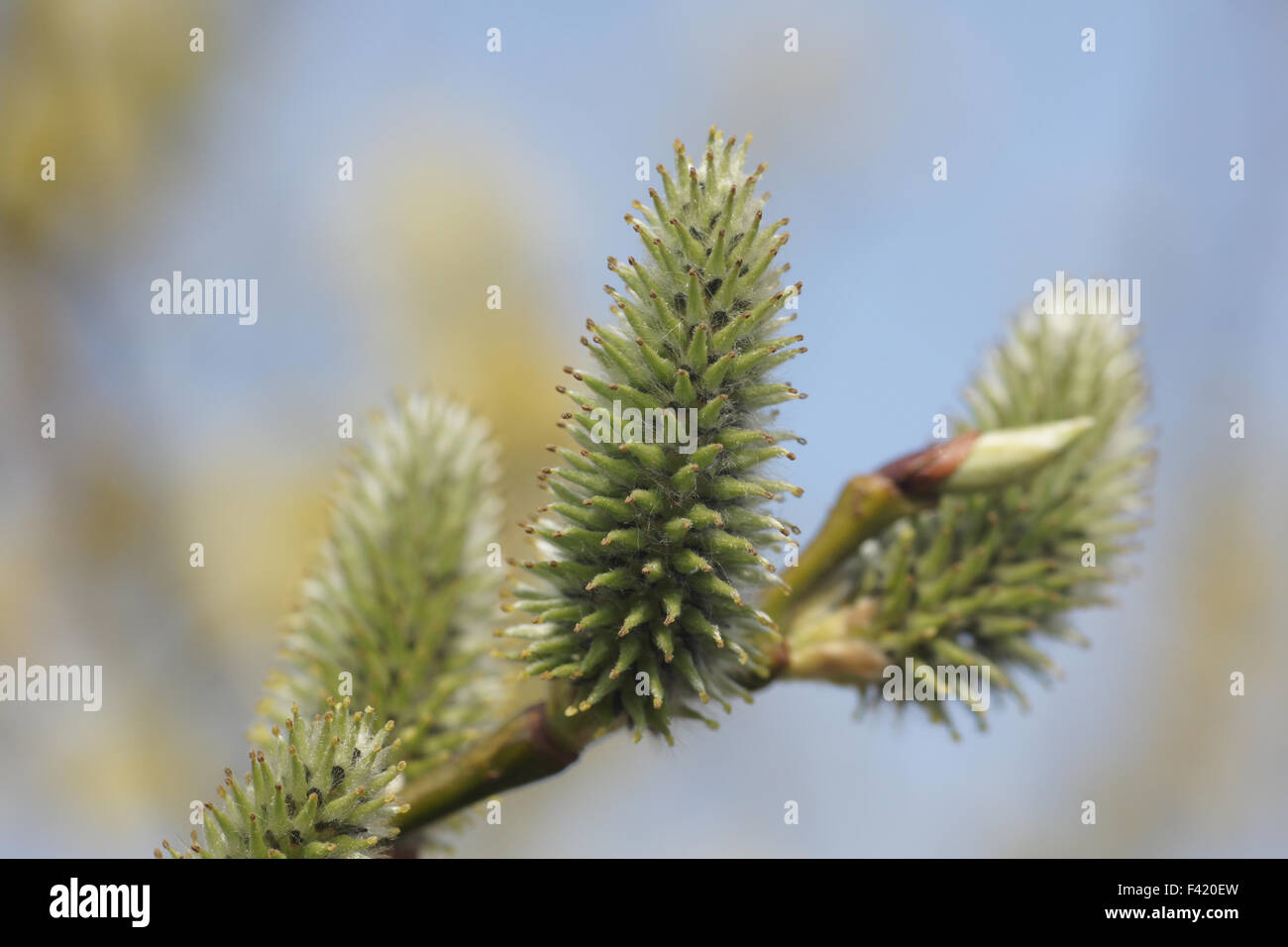 Goat willow, female flowers Stock Photo - Alamy