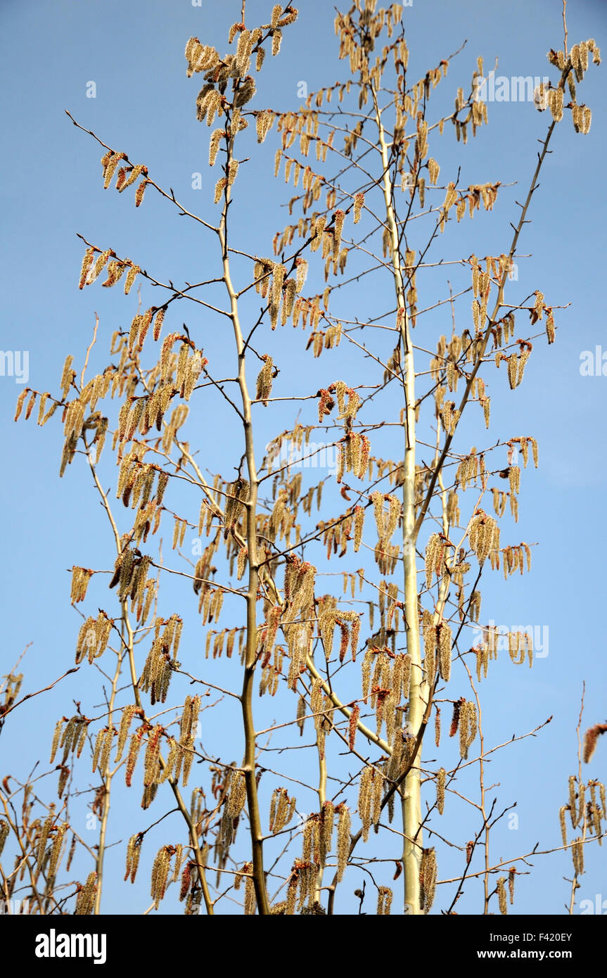 Aspen baum blatt hi-res stock photography and images - Alamy