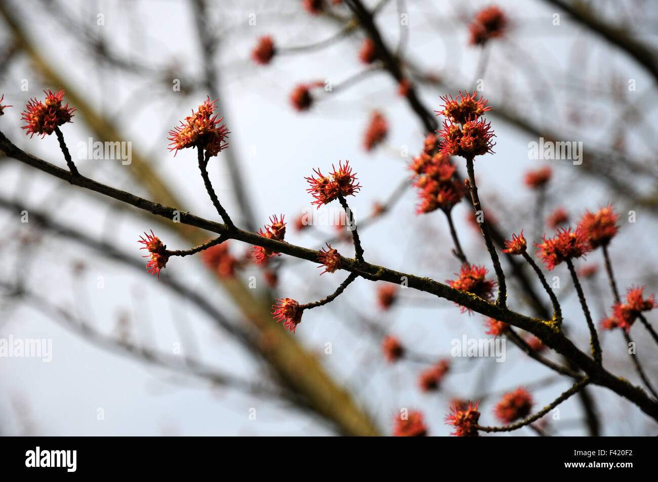Silver maple trees hi-res stock photography and images - Alamy