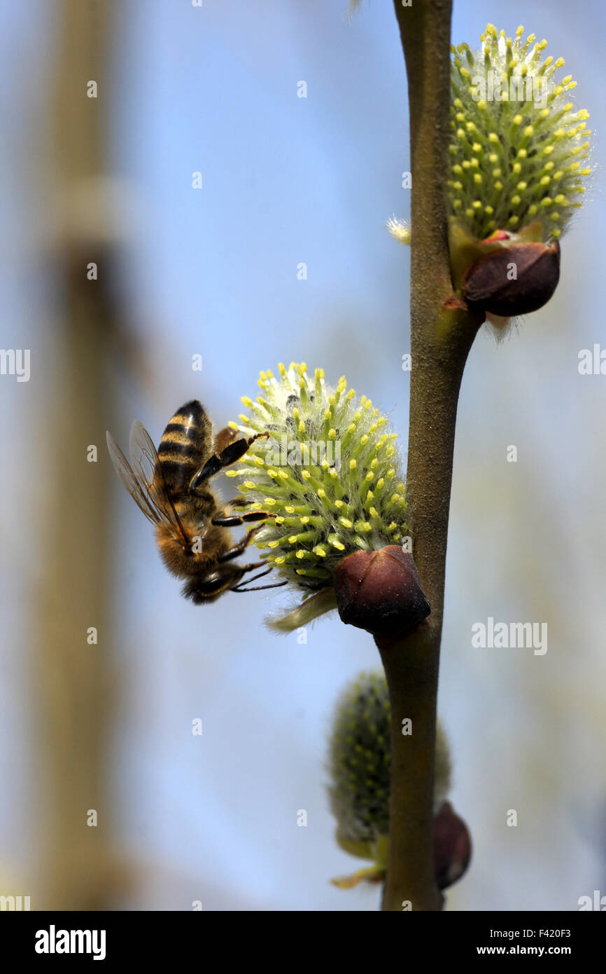 Goat willow, female flowers with bee Stock Photo - Alamy