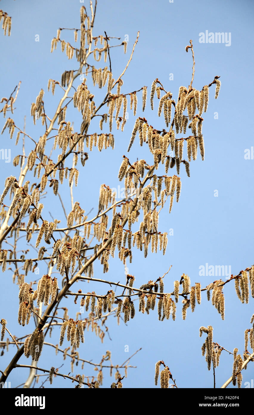 Aspen baum blatt hi-res stock photography and images - Alamy