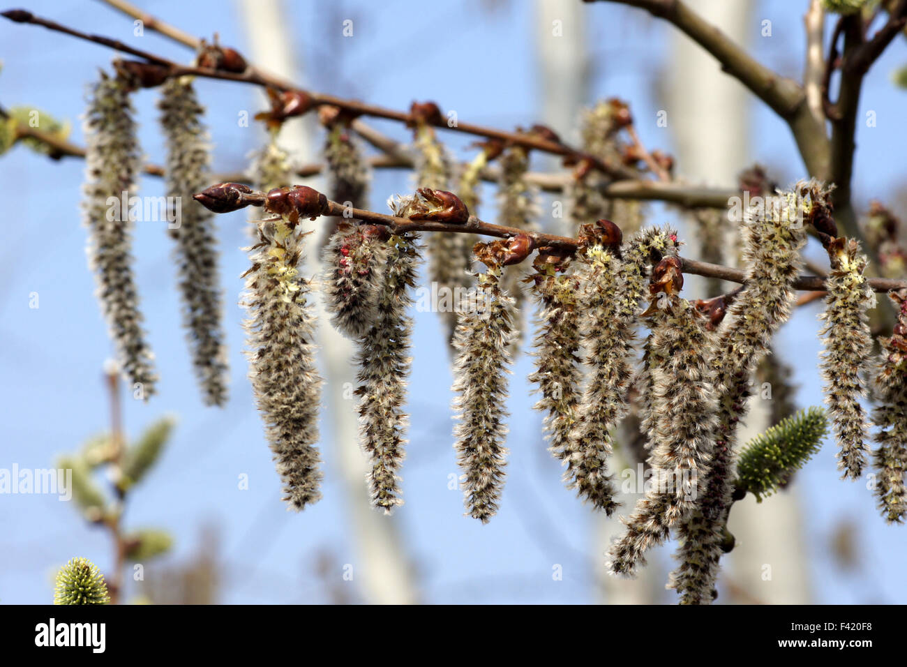 Aspen flower hi-res stock photography and images - Alamy