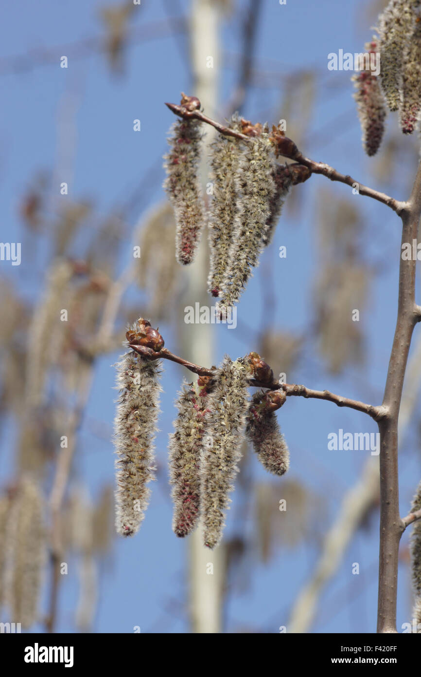 Aspen baum blatt hi-res stock photography and images - Alamy