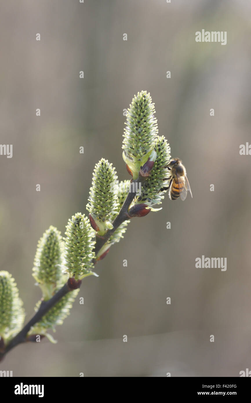 Goat willow, female flowers with bee Stock Photo - Alamy