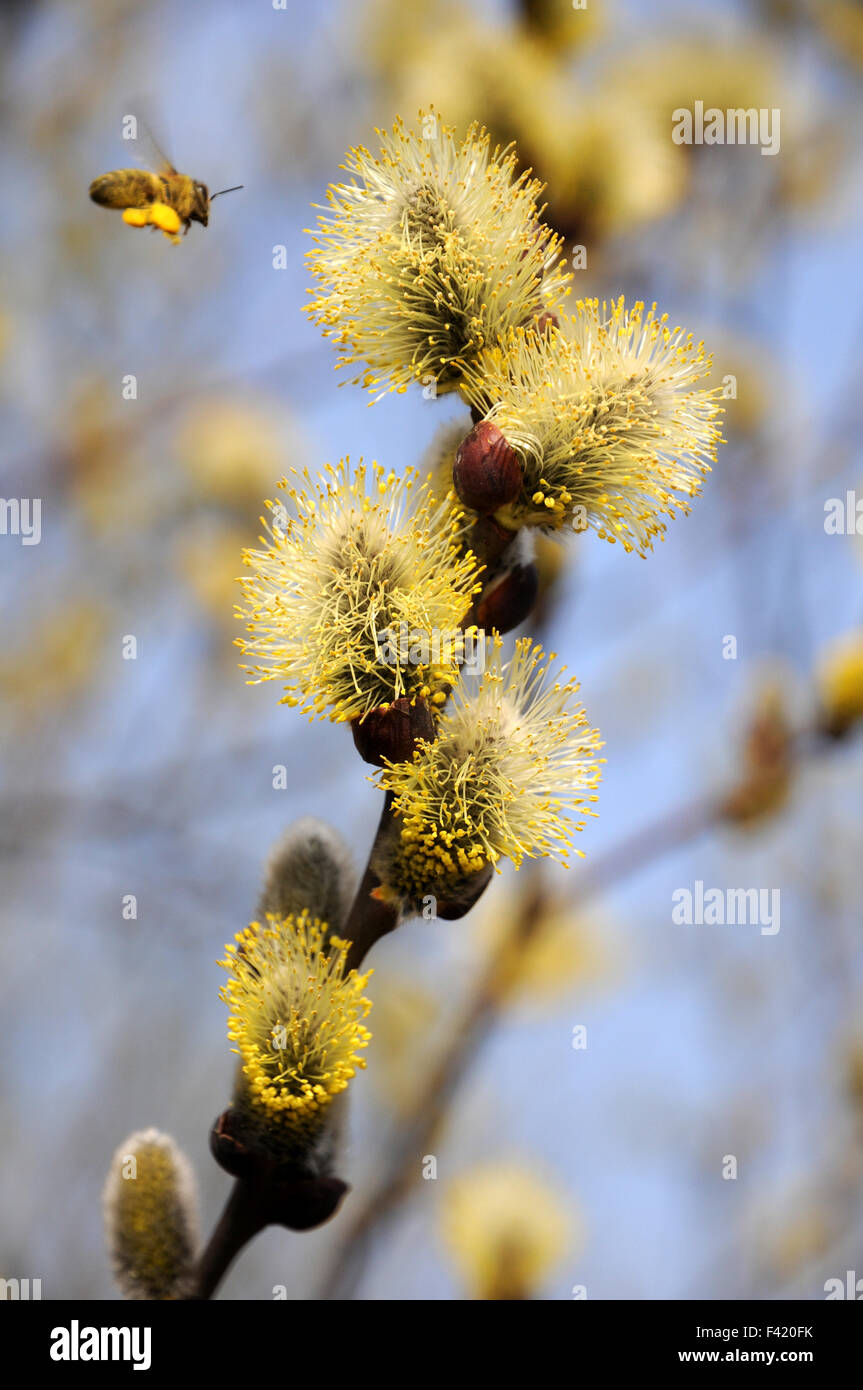 Goat willow with bee Stock Photo - Alamy