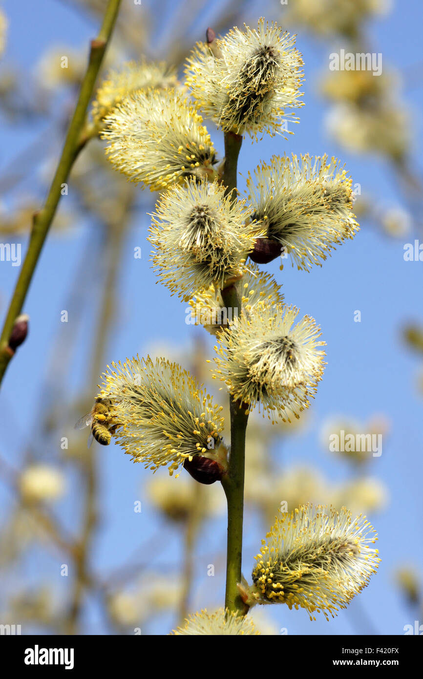 Goat willow with bee Stock Photo - Alamy