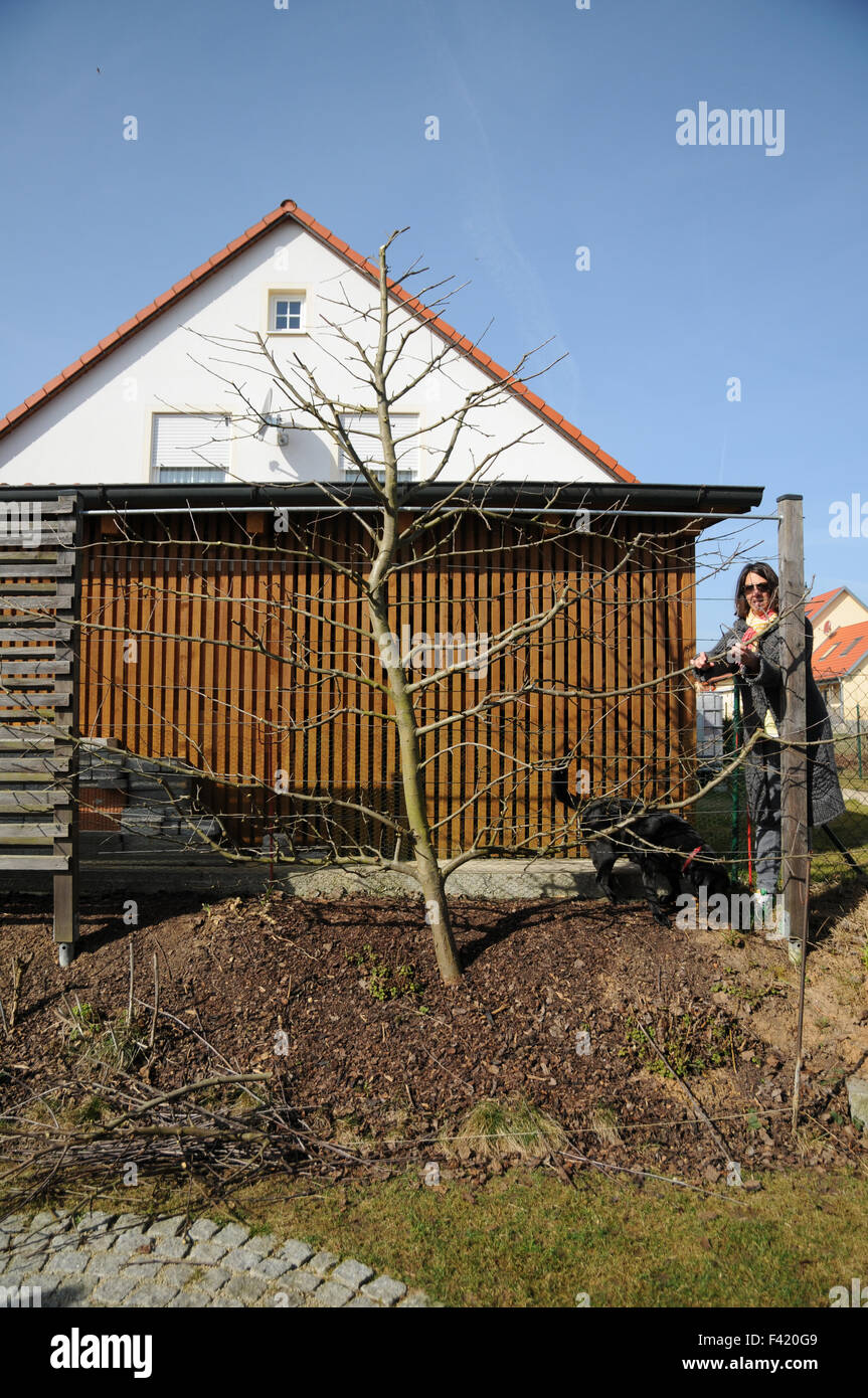 Apple tree espalier pruning Stock Photo - Alamy