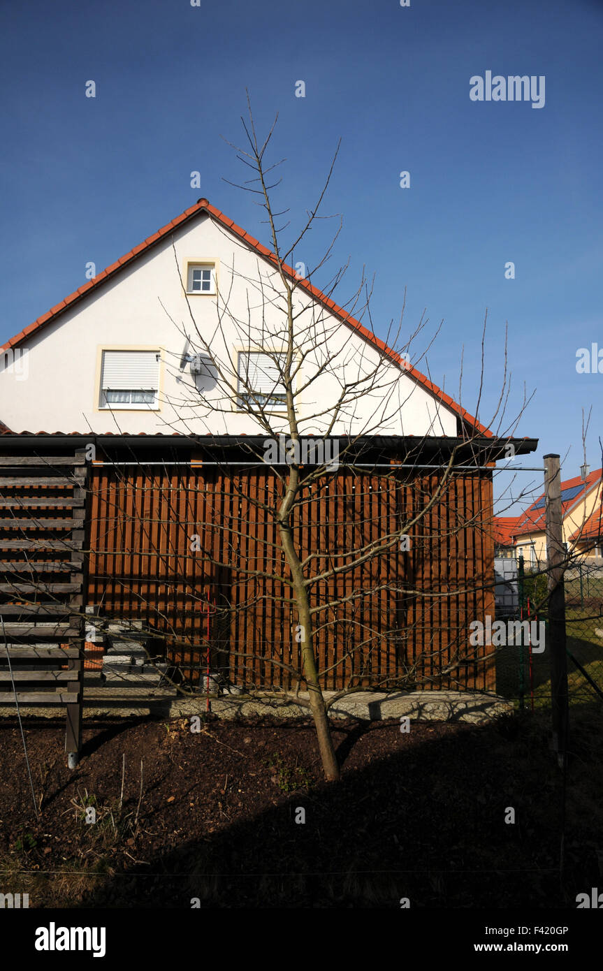 Apple tree espalier pruning Stock Photo - Alamy