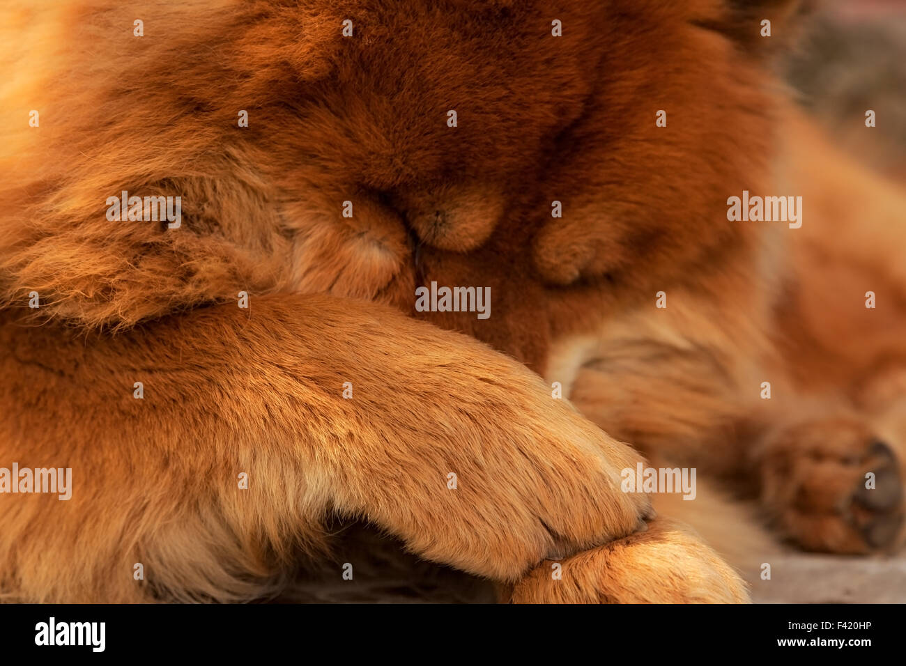 Dog Chow paws closes face Stock Photo - Alamy