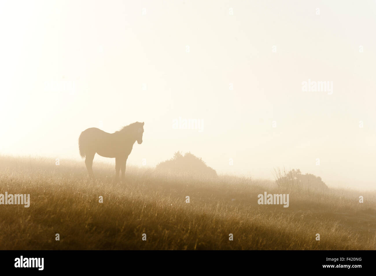 Builth Wells, Powys, UK. 14th October, 2015. Welsh ponies are seen in ...