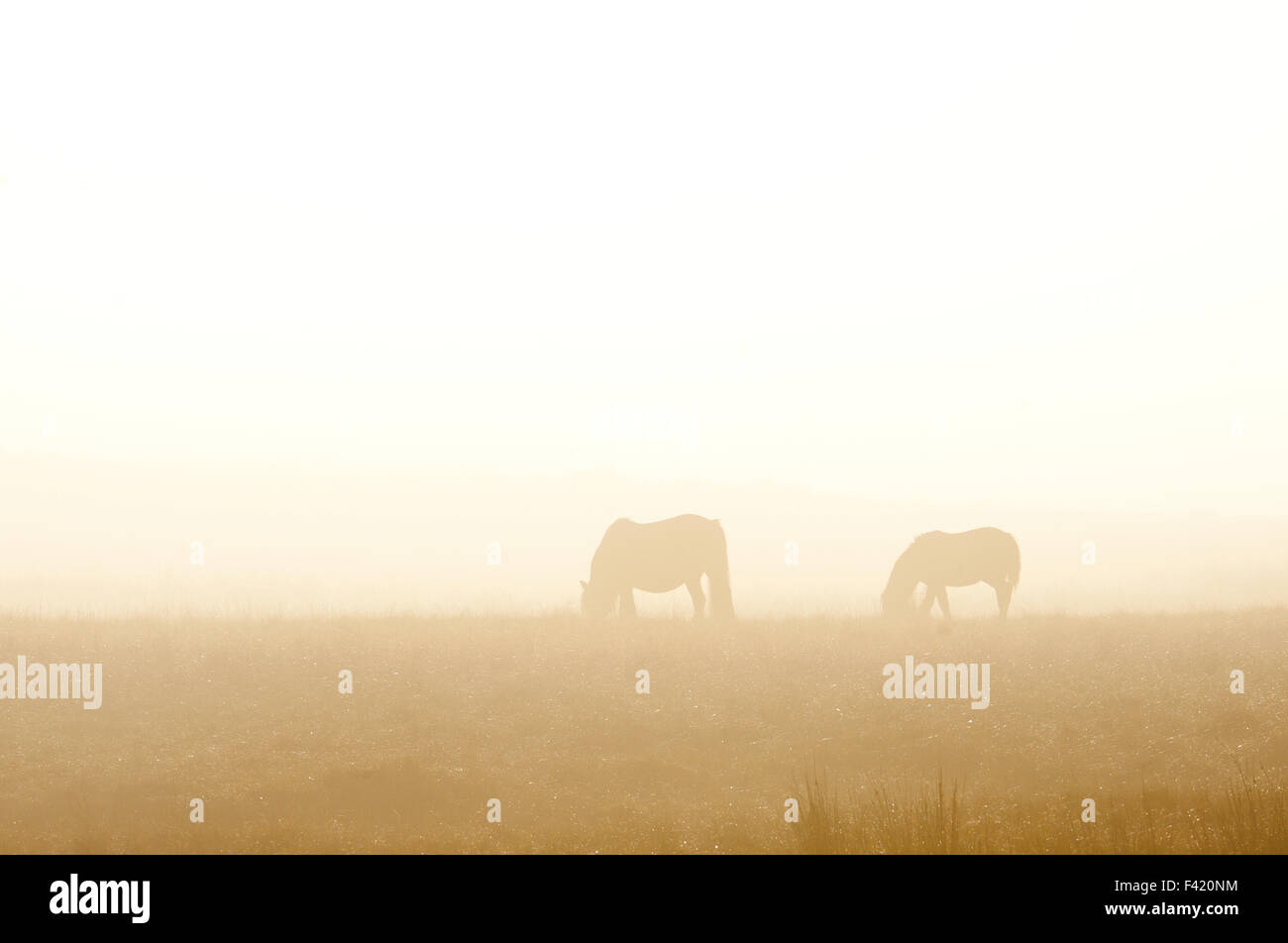 Builth Wells, Powys, UK. 14th October, 2015. Welsh ponies are seen in ...