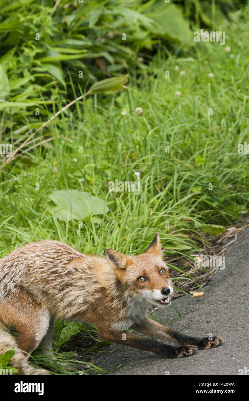Fox hunt jump hi-res stock photography and images - Alamy