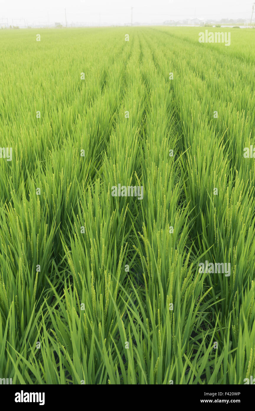 Flat rice field hi-res stock photography and images - Alamy