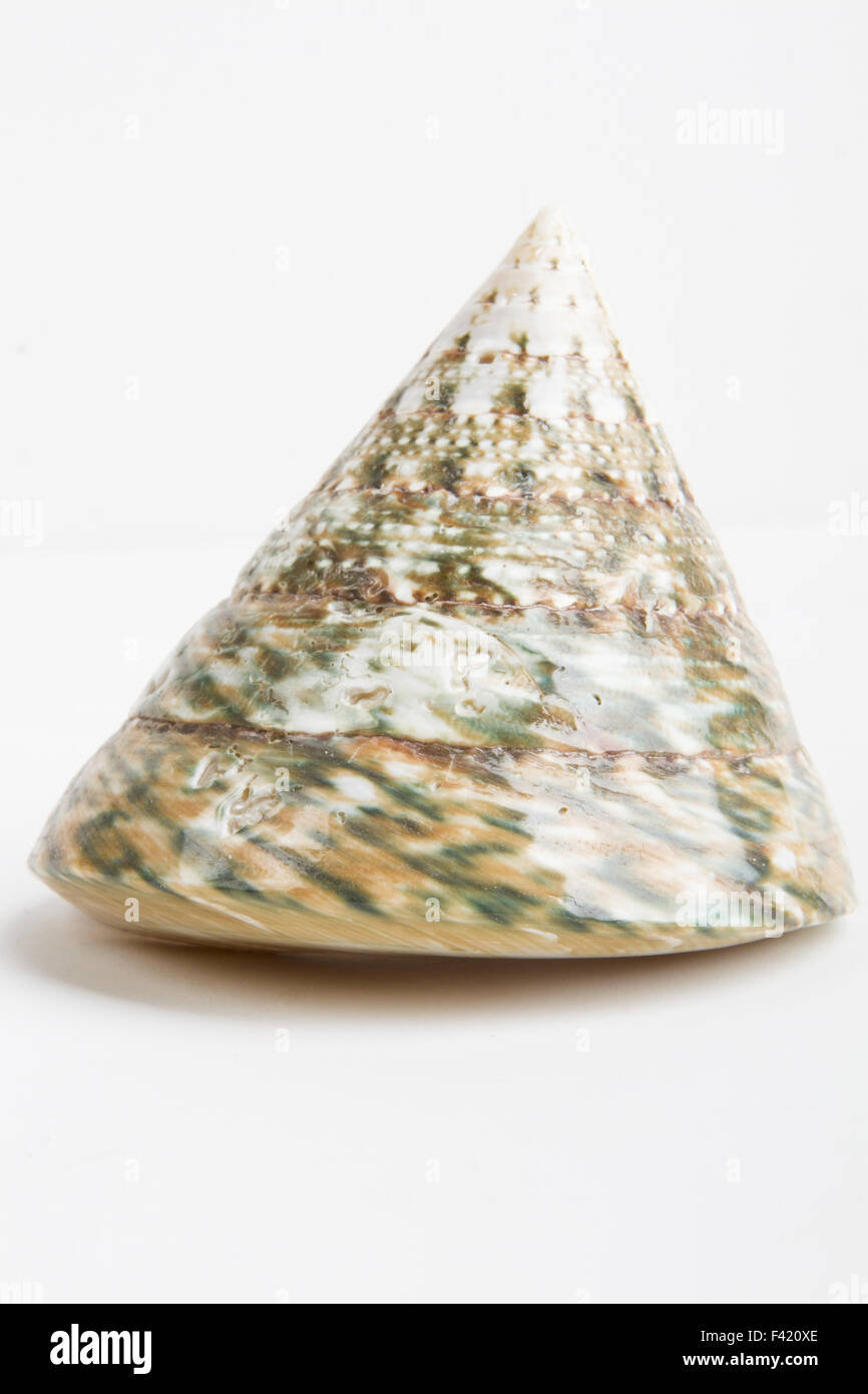 Colorful snail shell group hi-res stock photography and images - Alamy