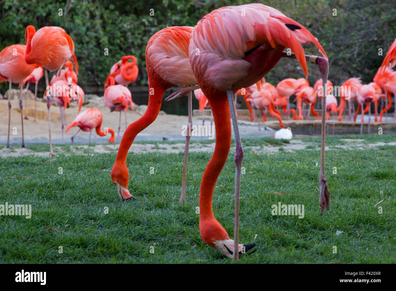 Flamingos pecking at grass Stock Photo - Alamy