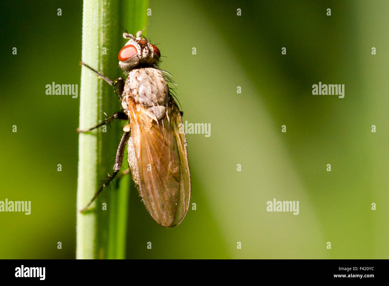 A fly on a blade of grass Stock Photo - Alamy