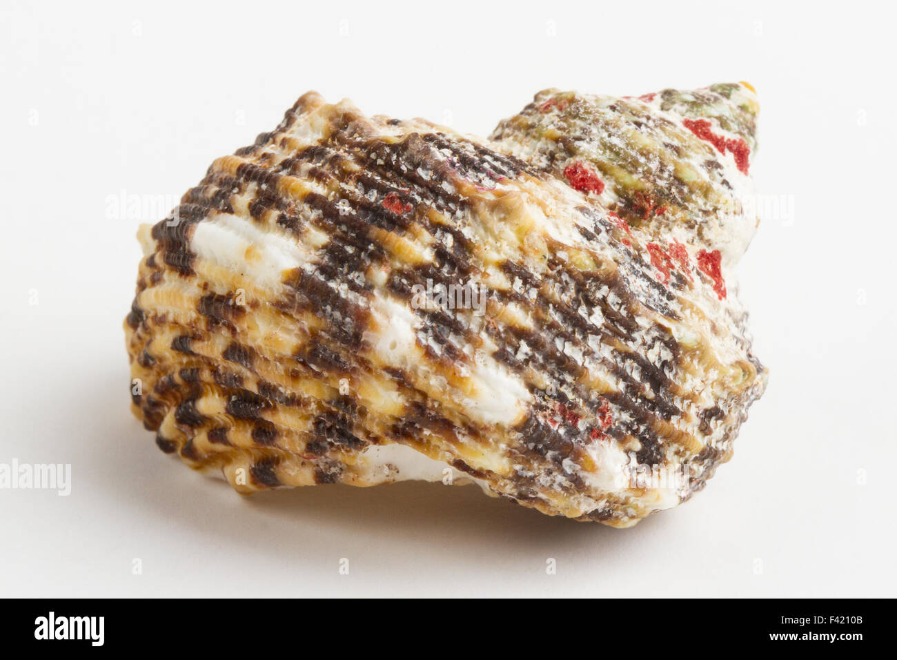 Small orange shells hi-res stock photography and images - Alamy