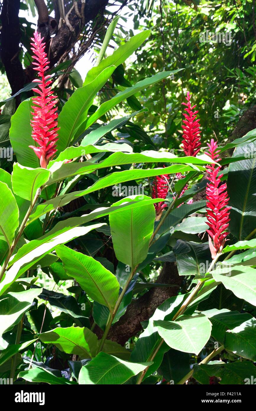 Red flowers in tropical forest Stock Photo - Alamy