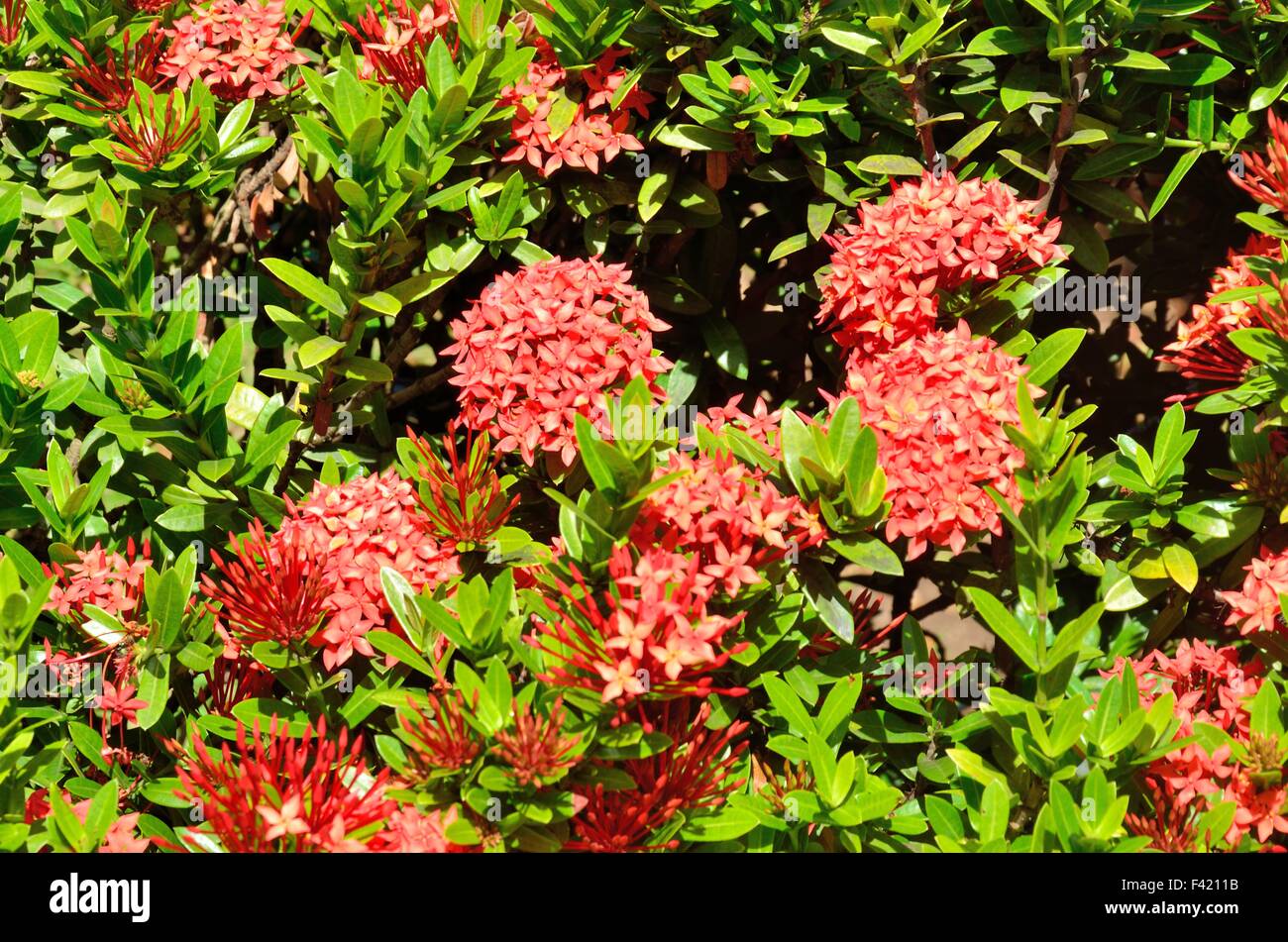 Group of Red tropical flowers Stock Photo - Alamy