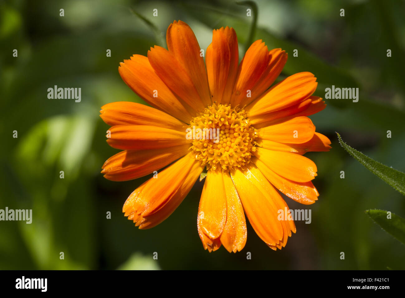 beautiful spring yellow flower Stock Photo - Alamy