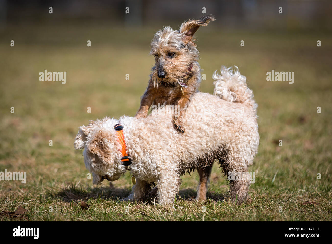 Dominance hi-res stock photography and images - Alamy