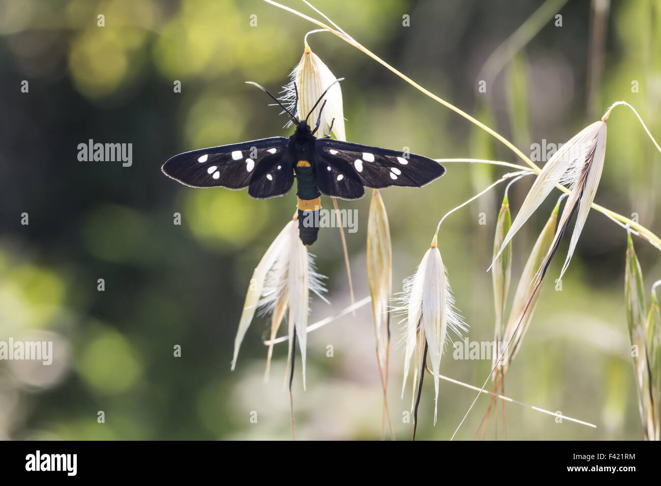 Syntomis phegea, Nine-spotted moth from Italy Stock Photo - Alamy