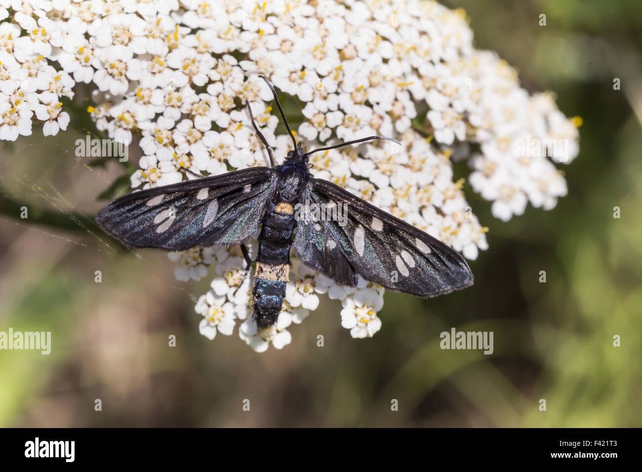 Syntomis phegea, Nine-spotted moth from Italy Stock Photo - Alamy