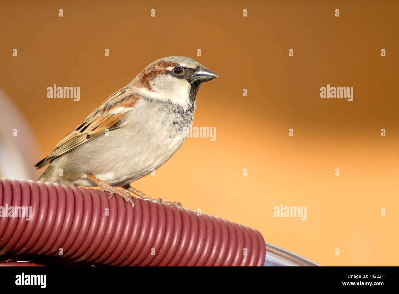 Common sparrow hi-res stock photography and images - Alamy