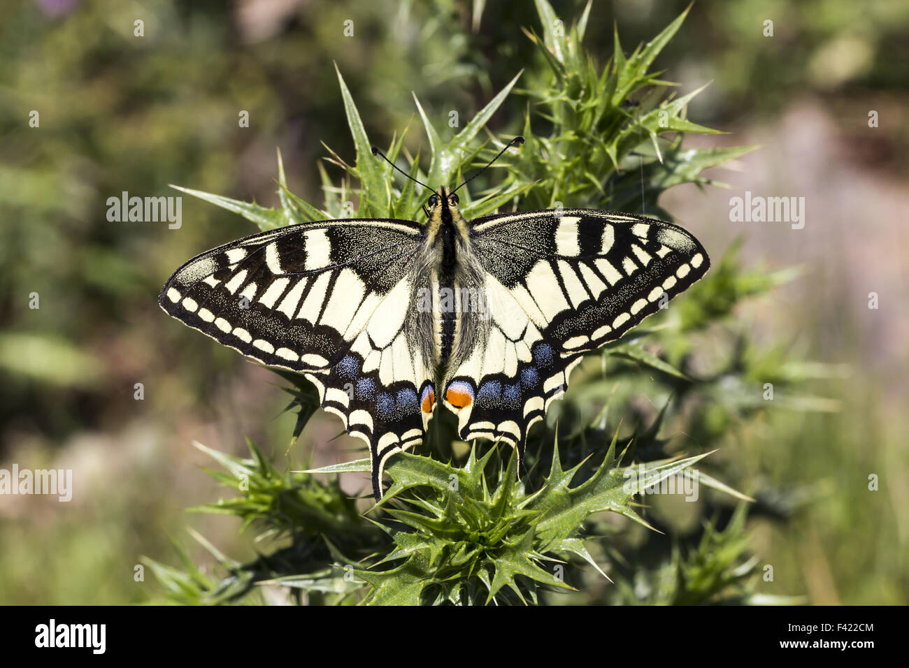 Papilio machaon, European Swallowtail Stock Photo - Alamy