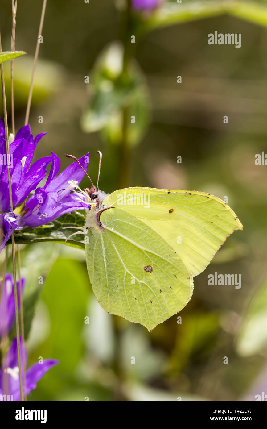 Gonepteryx rhamni, Common Brimstone, Europe Stock Photo - Alamy