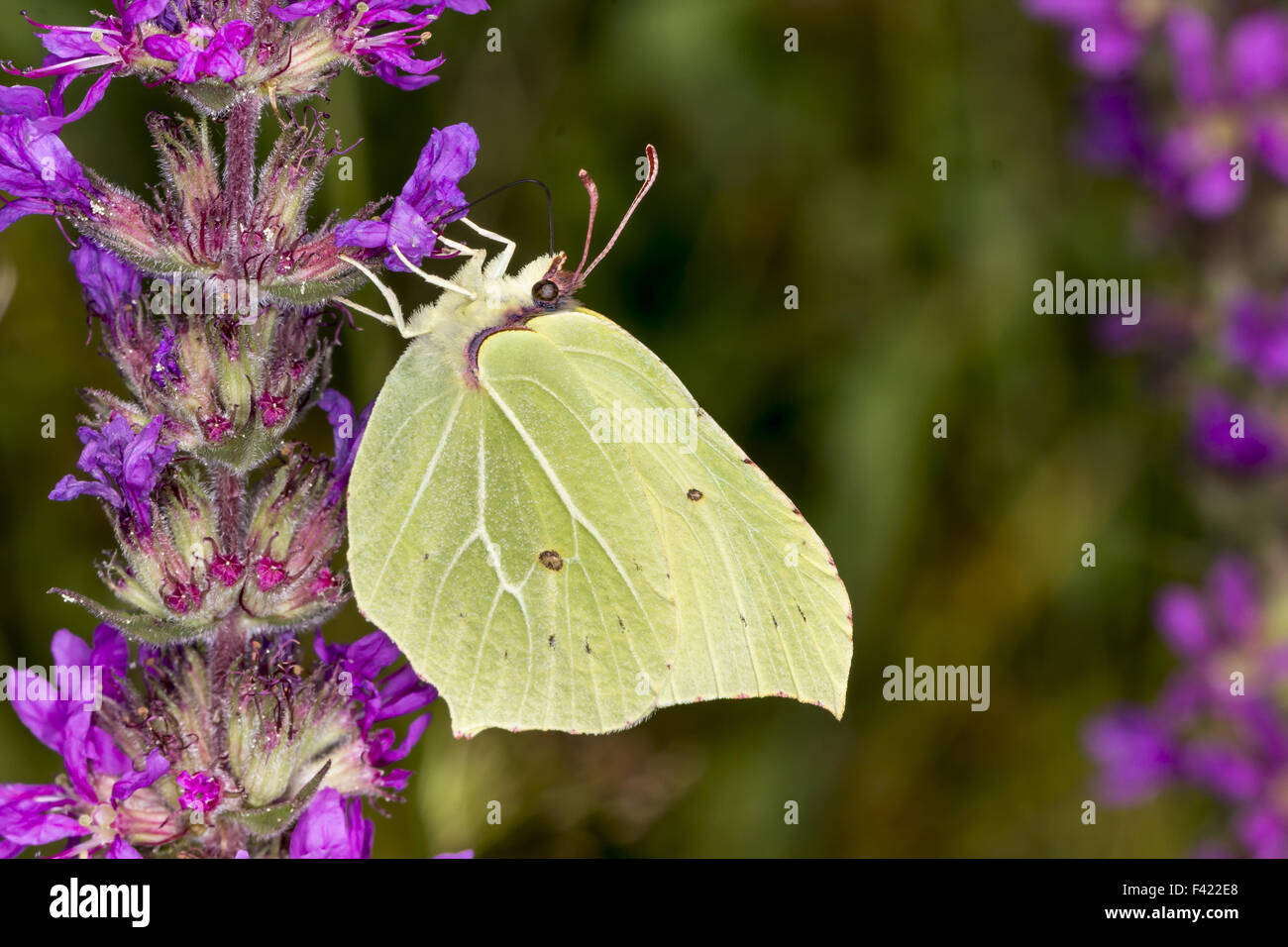 Common brimstone macro photo hi-res stock photography and images - Alamy