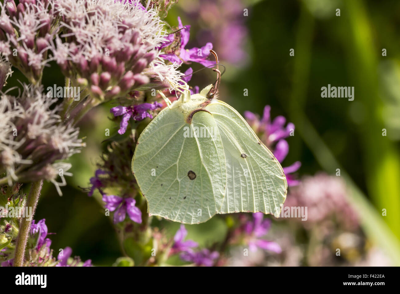 Gonepteryx rhamni, Common Brimstone, Germany Stock Photo - Alamy