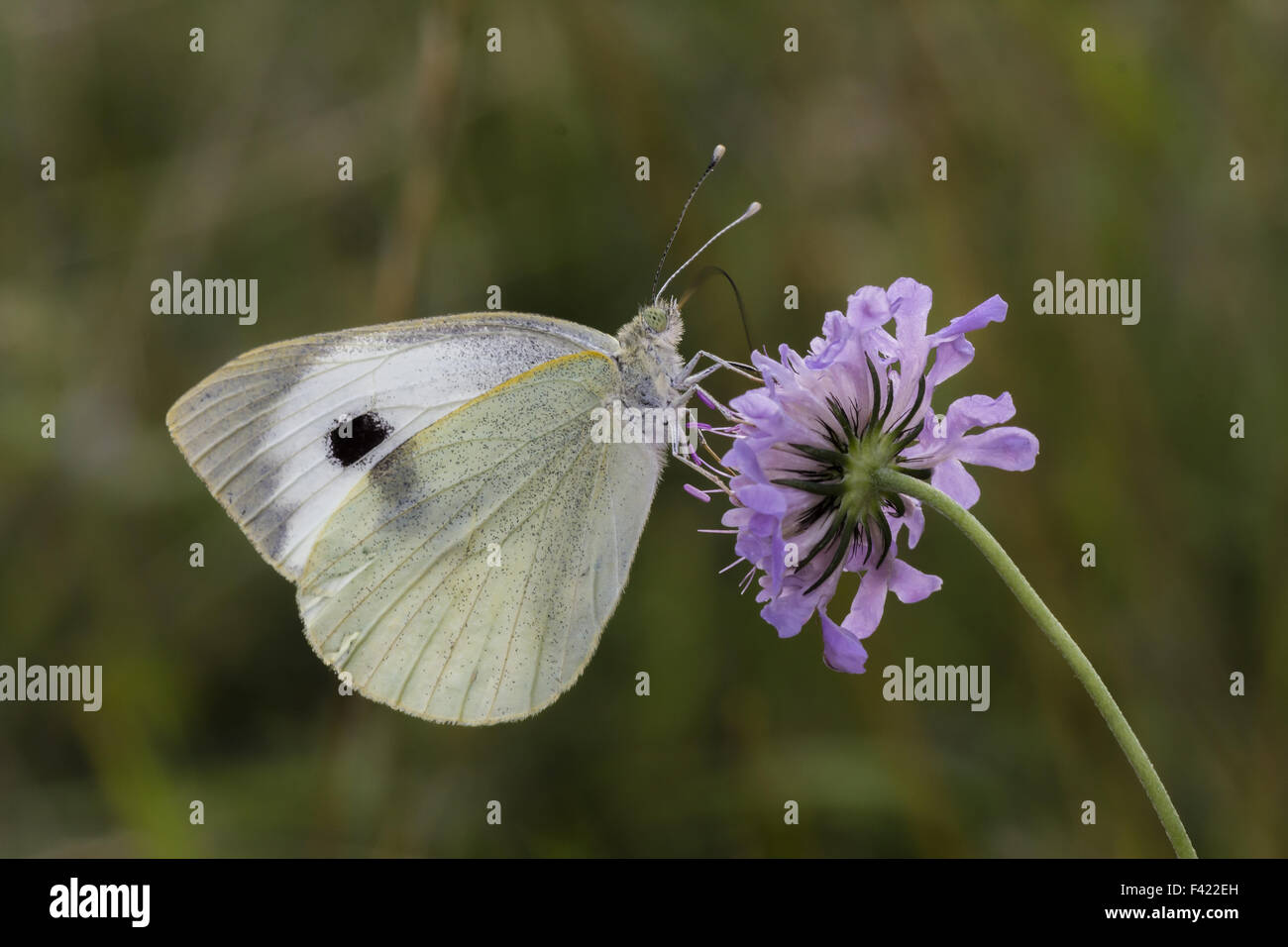 European large cabbage hi-res stock photography and images - Alamy