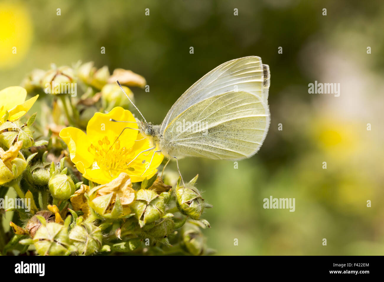 Pieris brassicae, Large White, Cabbage White Stock Photo - Alamy
