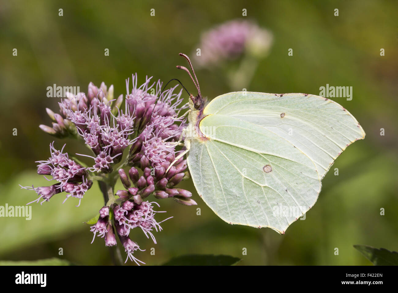 Gonepteryx rhamni, Common Brimstone, Europe Stock Photo - Alamy