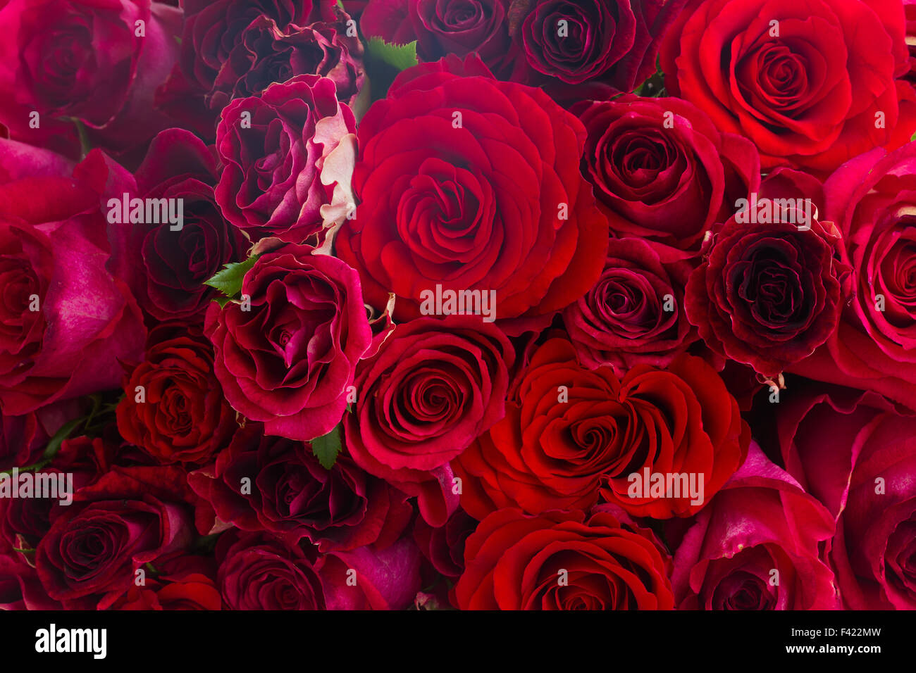 Pile of red roses hi-res stock photography and images - Alamy
