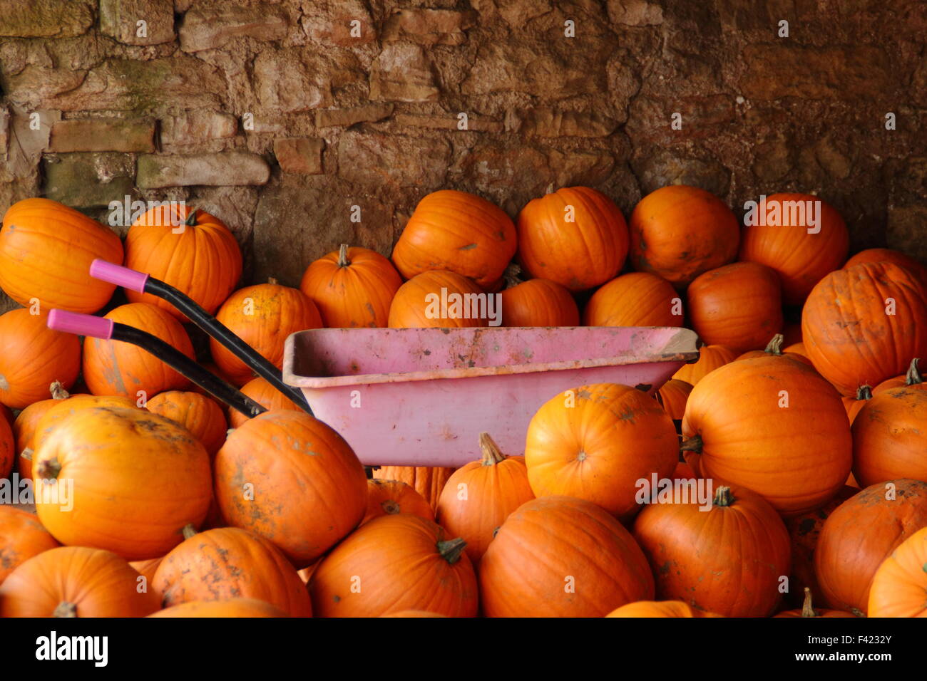 Freshly harvested pumpkins stored in an English farm barn in readiness ...
