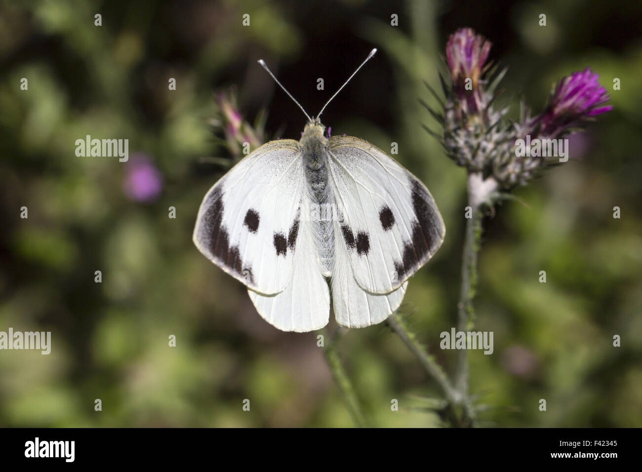 Pieris brassicae, Large White, Cabbage White Stock Photo - Alamy