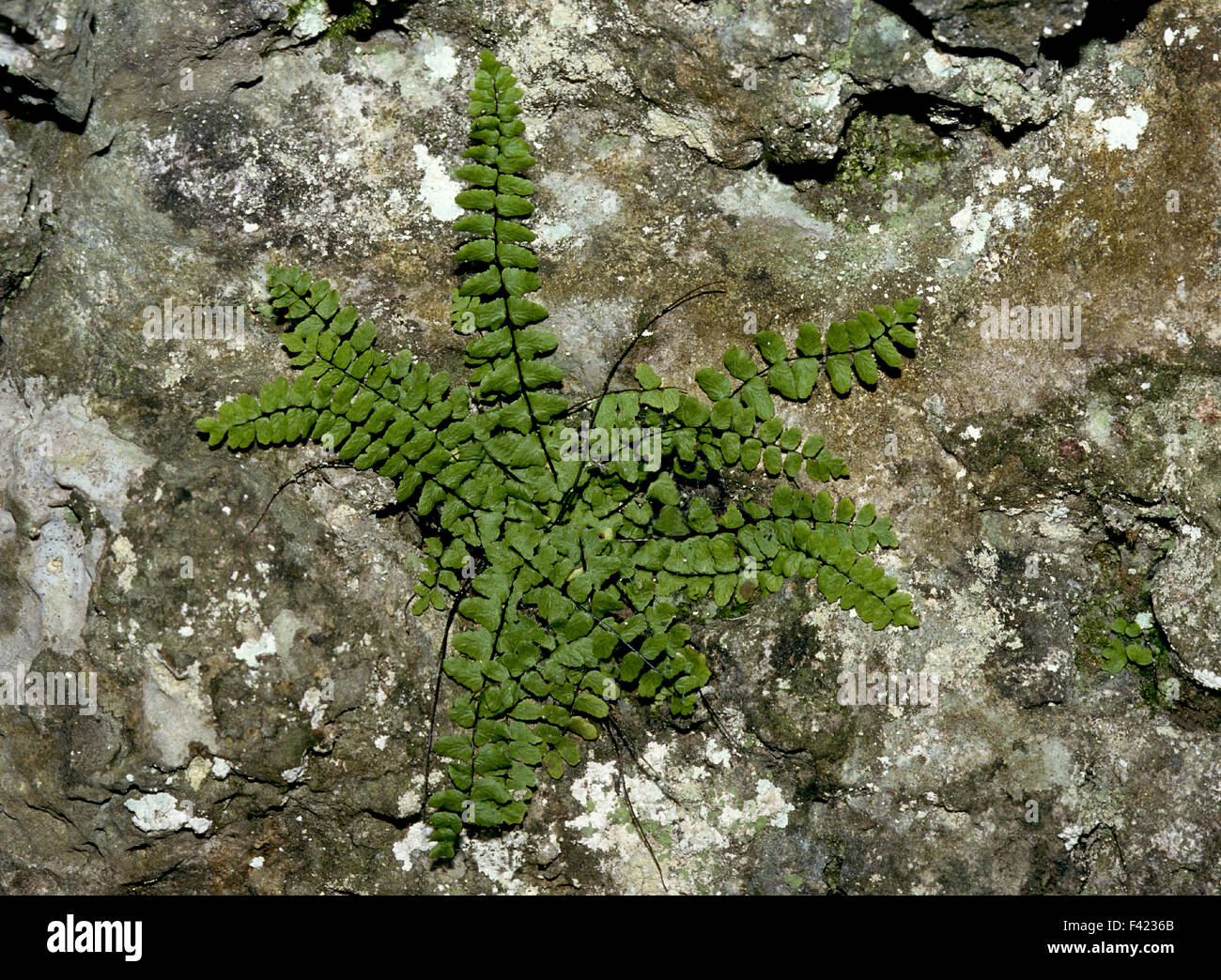 fern; rock plant Stock Photo - Alamy