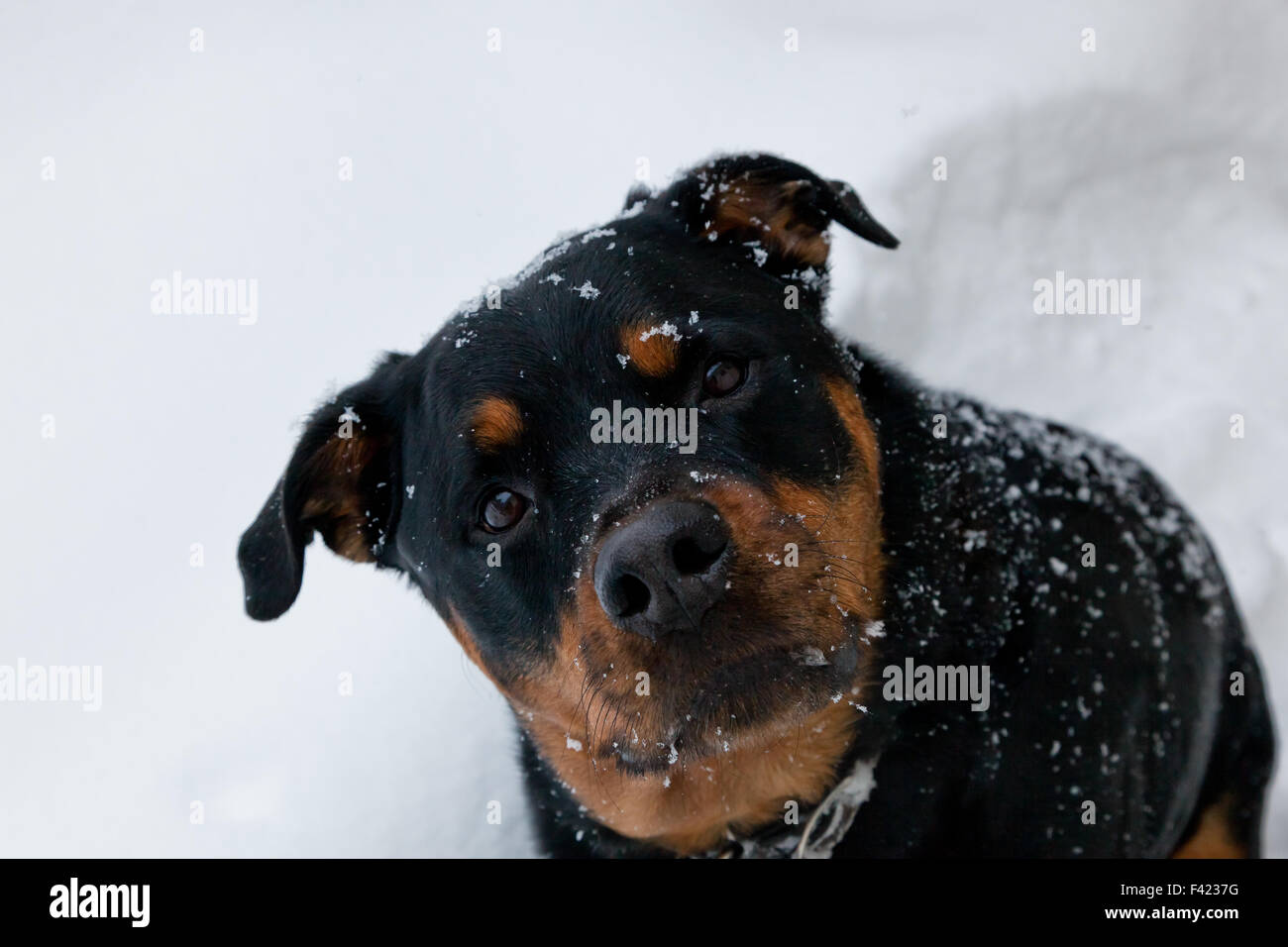 A female rottweiler sitting in the falling snow looking into the camera ...