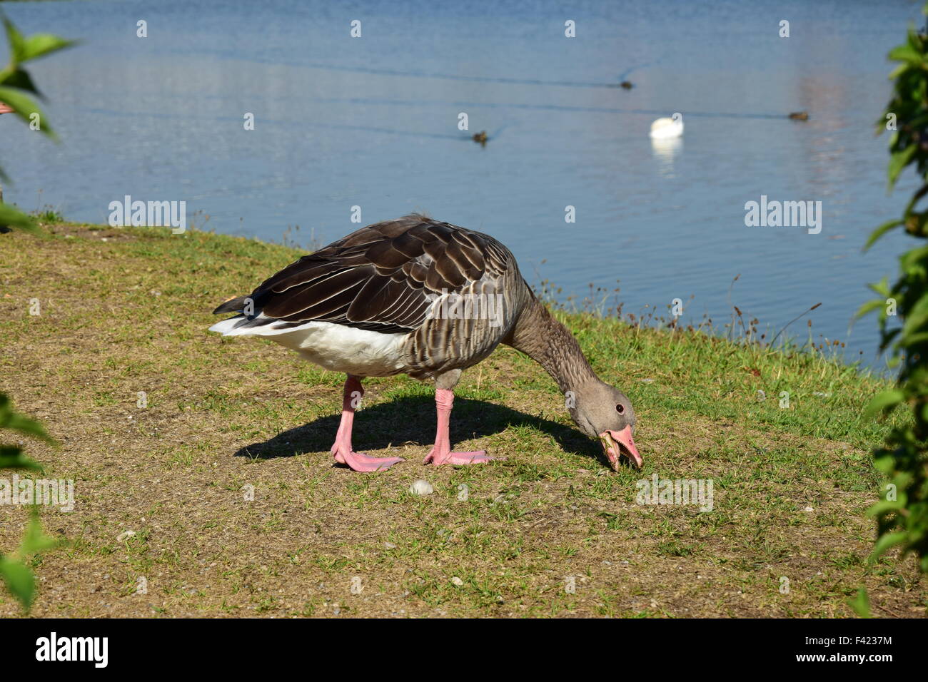 A gray goose taking food Stock Photo - Alamy