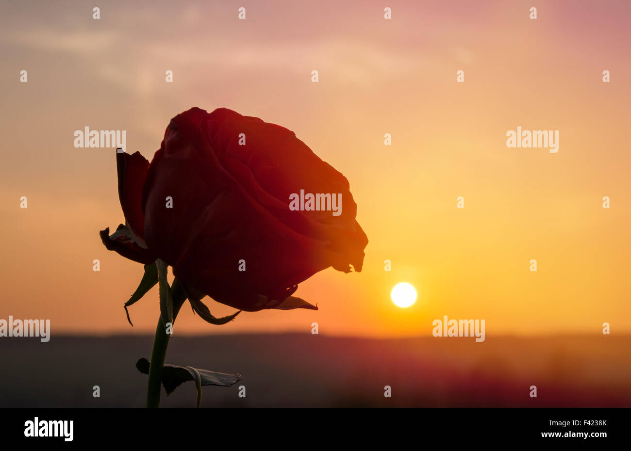 Beautiful red rose sunset in hi-res stock photography and images - Alamy
