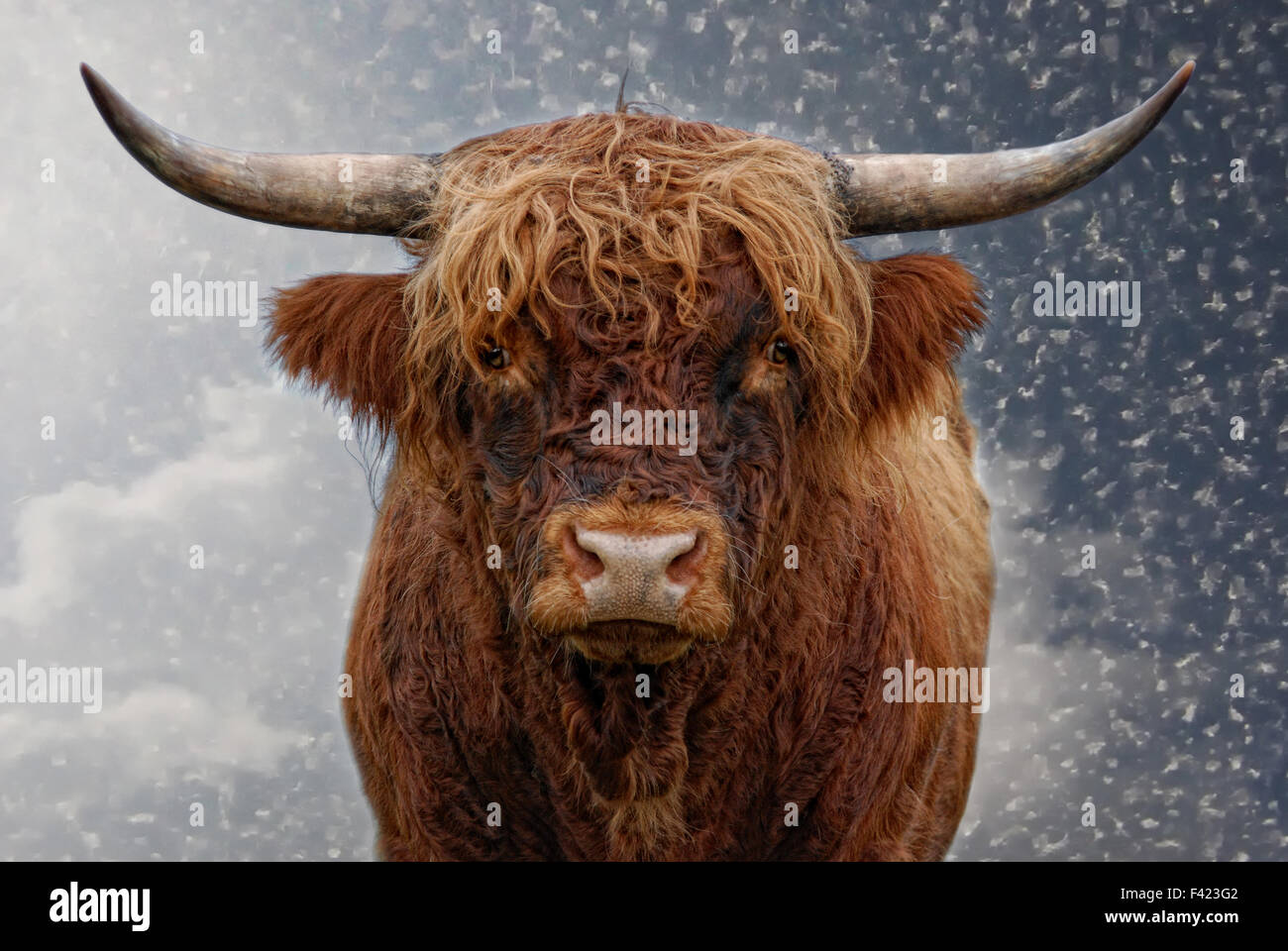 Big bull hi-res stock photography and images - Alamy