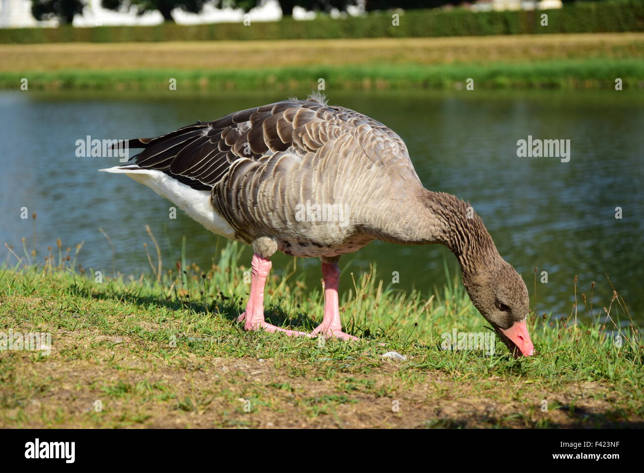 A gray goose taking food Stock Photo - Alamy