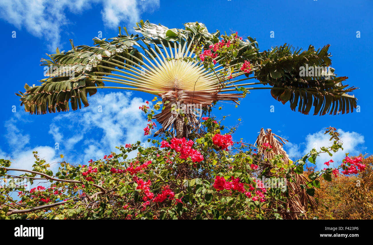 Palm tree flowers hi-res stock photography and images - Alamy